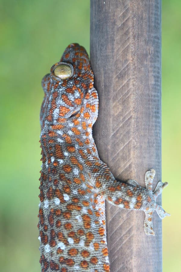 Gecko caught with wood. stock photo. Image of danger - 102410846