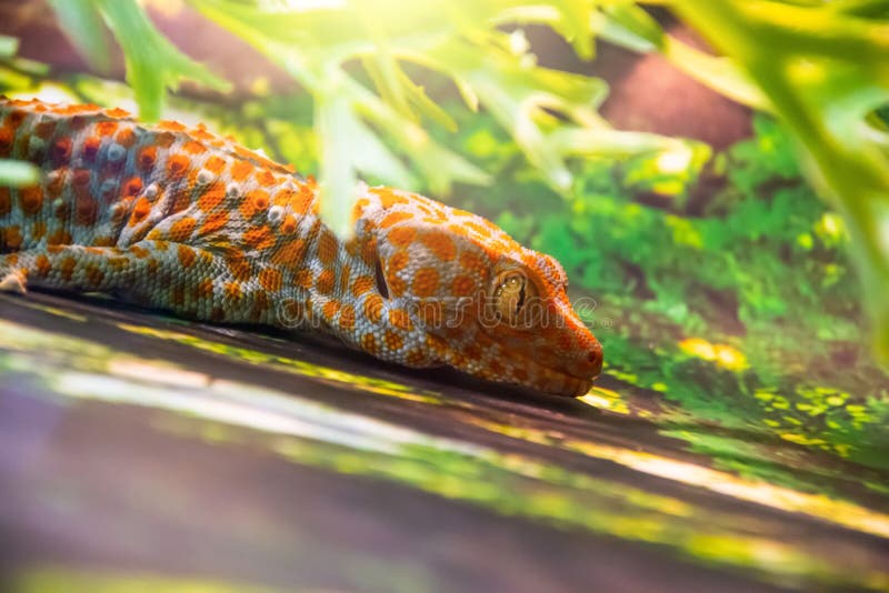 Gecko top view stock image. Image of reptilian, gecko - 38601983