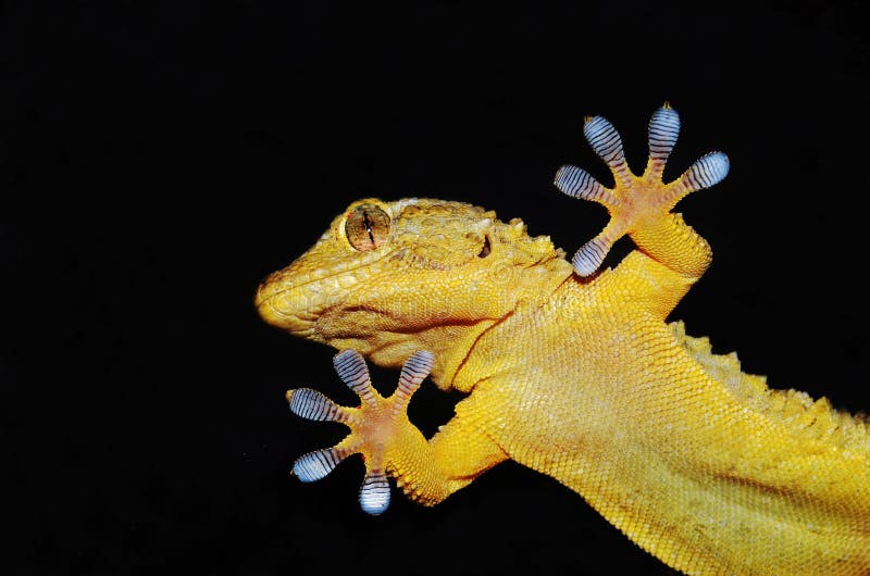 Gecko on the clear glass stock photo. Image of portraits - 24560694