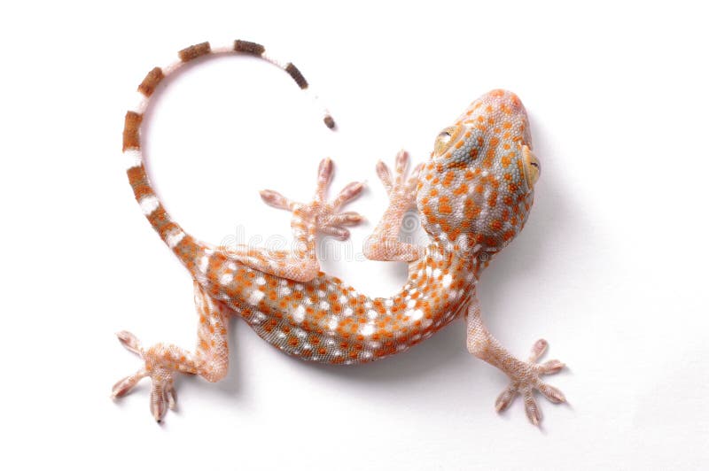 Gecko climbing isolated stock image. Image of macro, crawling - 37045769