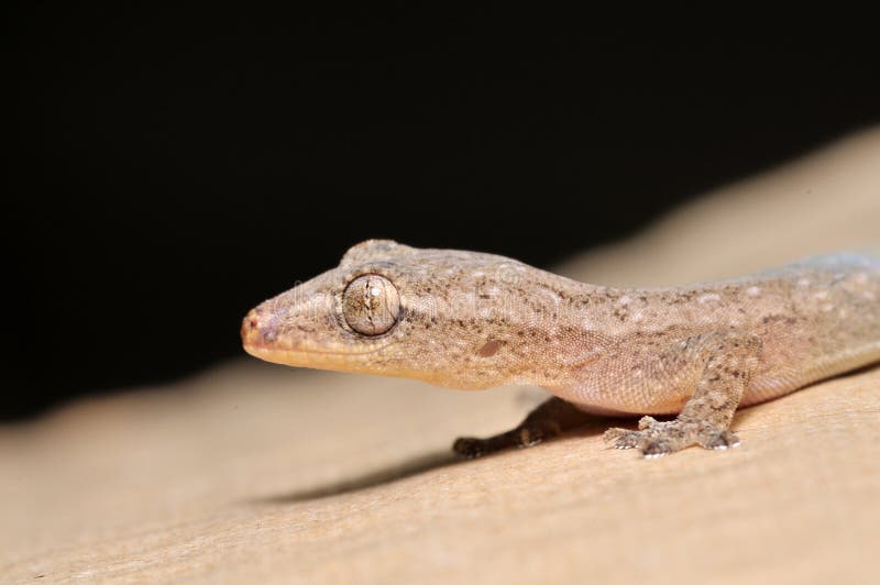 Yellow-headed dwarf gecko stock image. Image of yellow - 16968273