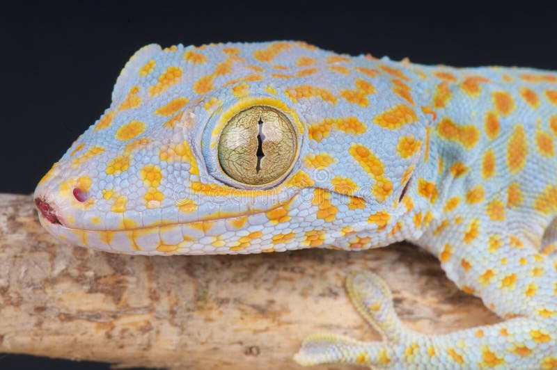 Gecko de Tokay image stock. Image du hawaï, floride, neuf - 15605771