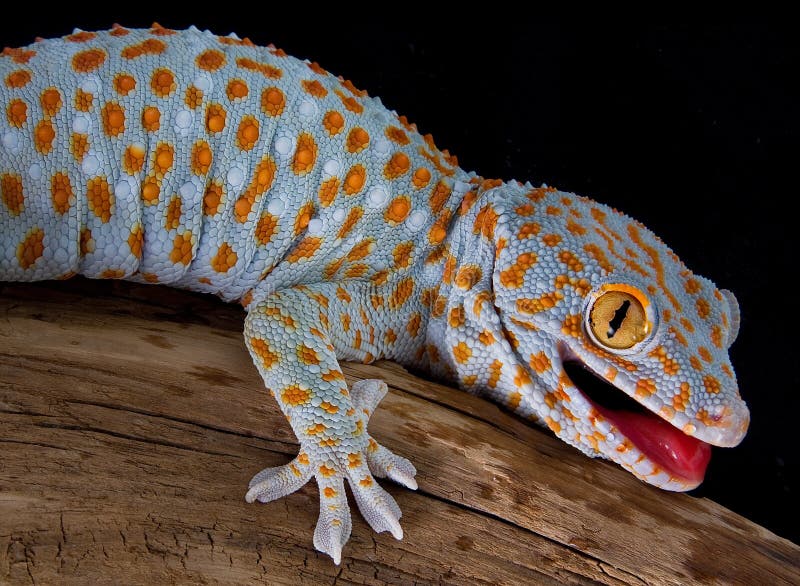 Gecko De Tokay Con La Boca Abierta Foto de archivo - Imagen de ...