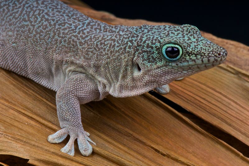 Gecko Del Día De La Situación Foto de archivo - Imagen de lagarto ...