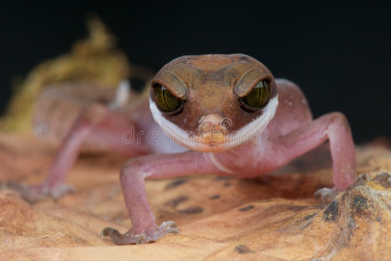 Gecko del gato imagen de archivo. Imagen de nocturno - 15989249