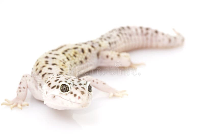 244 Gecko Feliz Fotos de stock - Fotos libres de regalías de Dreamstime