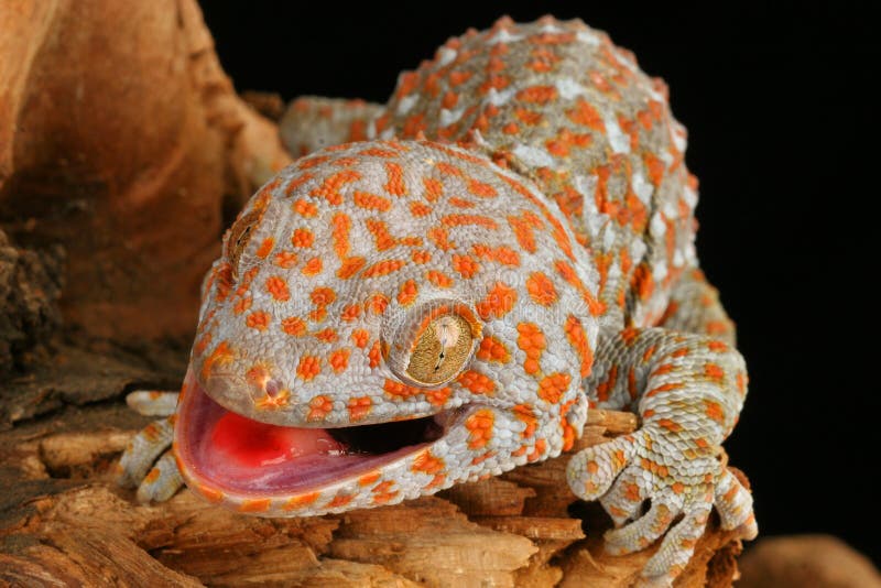 Gecko Di Tokay (gecko Del Gecko) Fotografia Stock - Immagine di ...