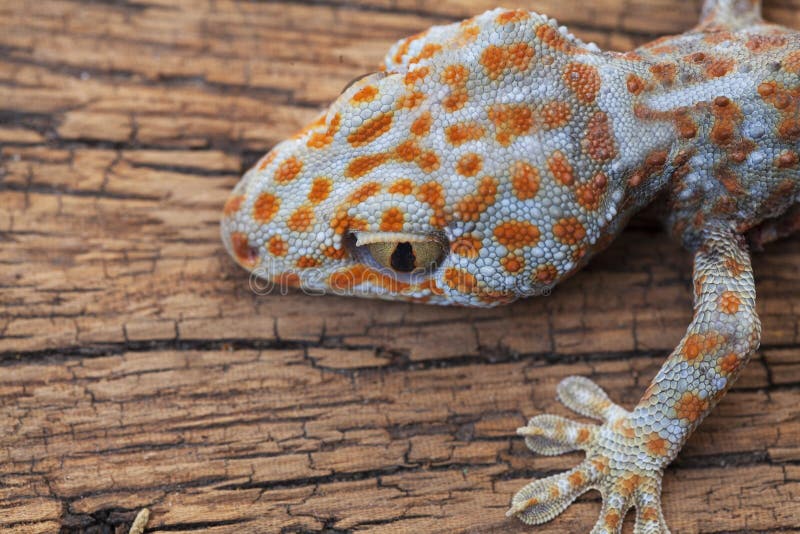 Died Gecko Stock Photos - Free & Royalty-Free Stock Photos from Dreamstime
