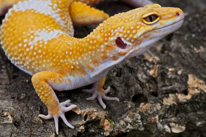 O Macularius De Eublepharis Do Geco Do Leopardo é Um Cathemeral ...