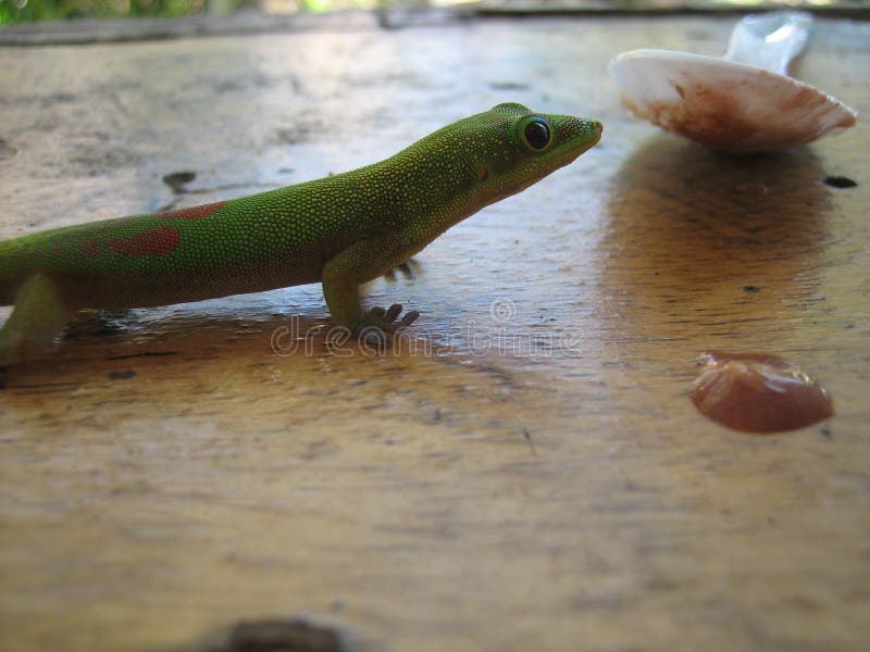 Eco Friendly Gecko