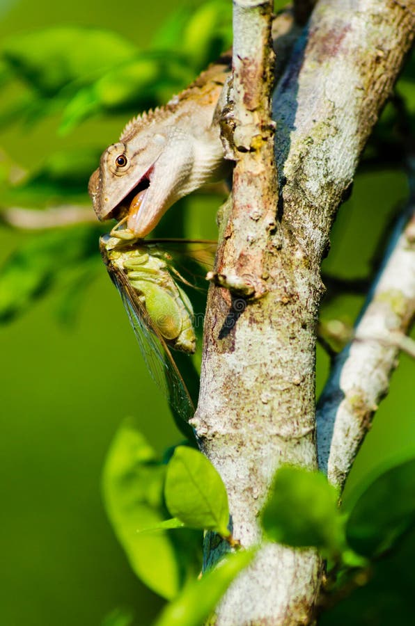 Green Anole Lizard Eating an Insect Stock Image - Image of nature ...