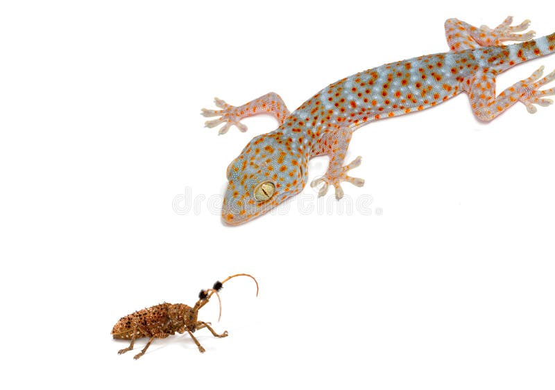 Gecko Eating Dragonfly,honduras, Lizard Stock Photo - Image of feed ...