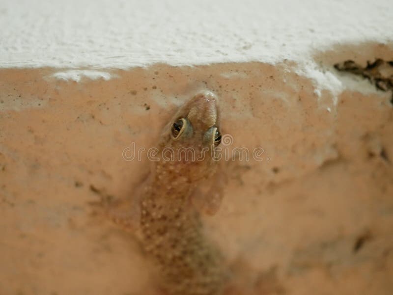 The Gecko Eats a Mosquito. House Lizard or Little Gecko on a White Wall ...