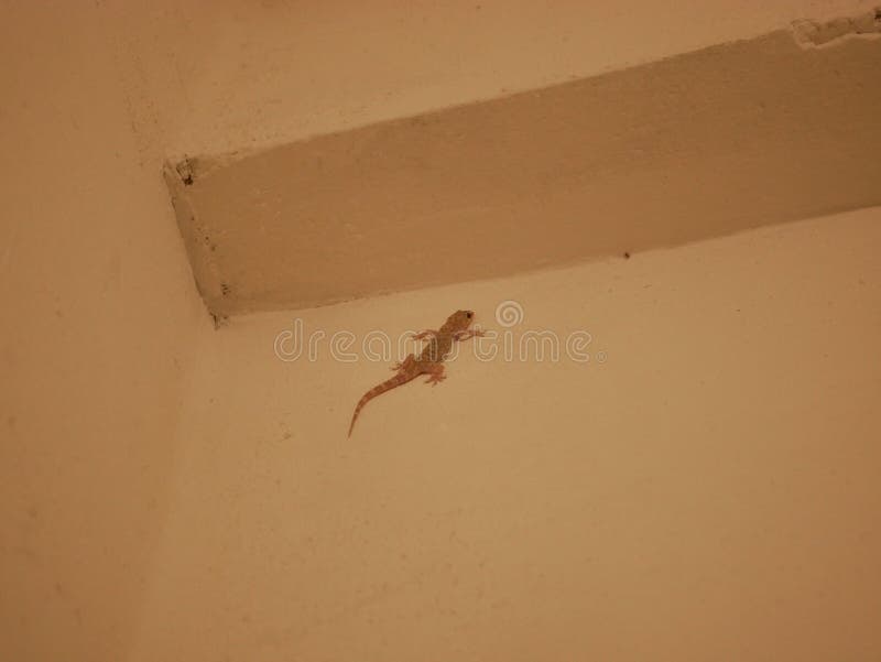 The Gecko Eats a Mosquito. House Lizard or Little Gecko on a White Wall ...