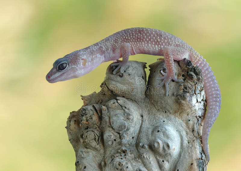 Gecko Eublepharis Macularius Stock Image - Image of crawling, adorned ...
