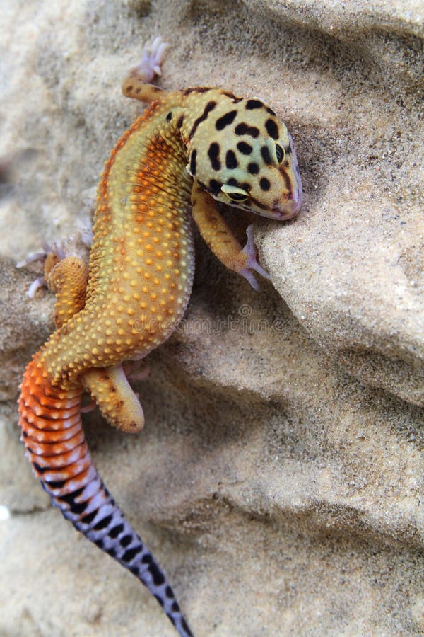 Gecko Eublepharis Macularius Stock Photo - Image of leopard, humor ...