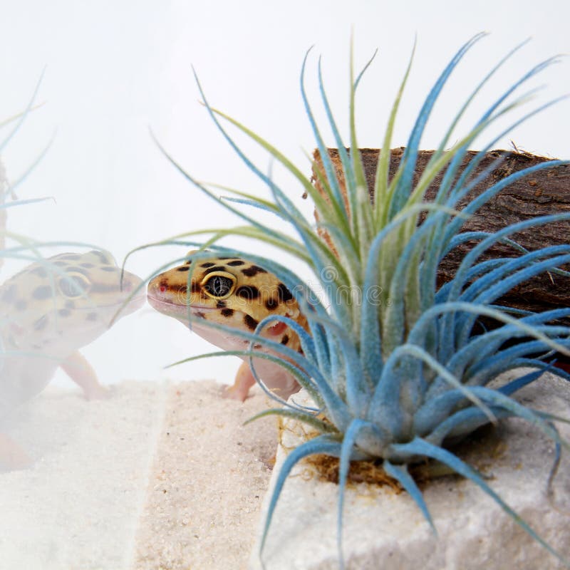 Gecko Eublepharis Macularius Stock Photo - Image of delicious, creature ...