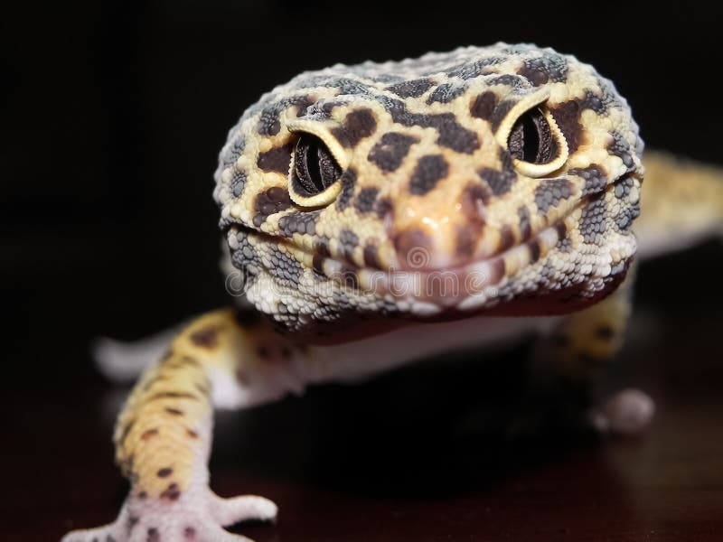 Leopard Gecko with Black and Yellow Spots Approaching the Camera Close ...