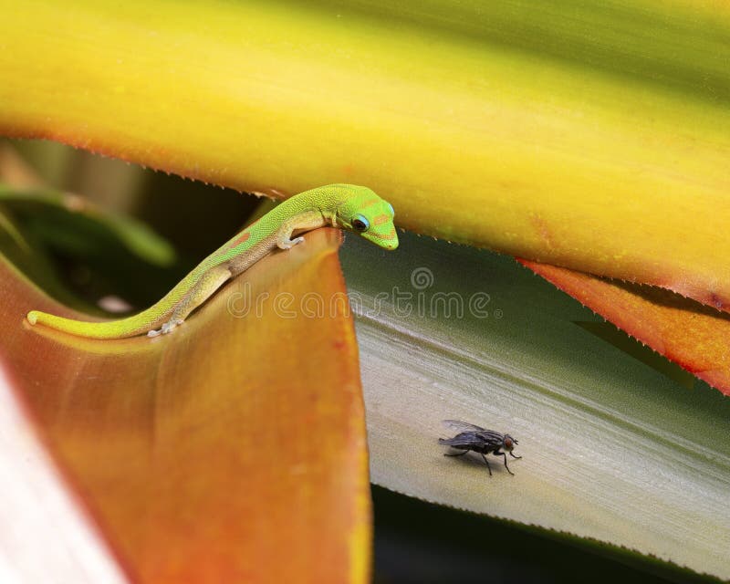 Gecko Fly stock image. Image of bromeliad, forage, laticauda - 146599787