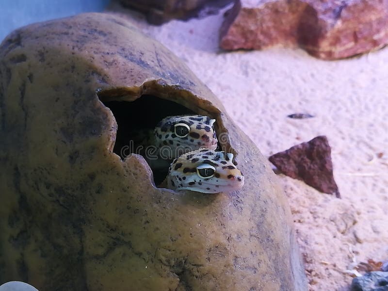 Gecko friends stock image. Image of dersert, amis, friends - 100130951