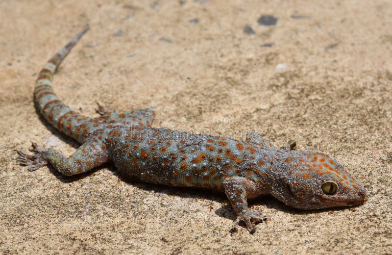 Gecko - gecko dead stock image. Image of life, webbed - 72286029