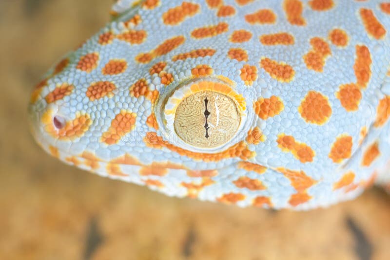 Gecko gekko stock photo. Image of exotic, life, animal - 31306894