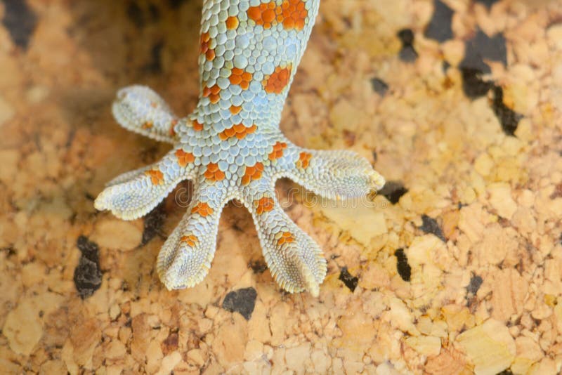 Tokay gecko on bark stock image. Image of lizard, wildlife - 8912981