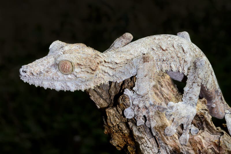 Gecko Gigante De La Hoja-cola, Marozevo Foto de archivo - Imagen de ...