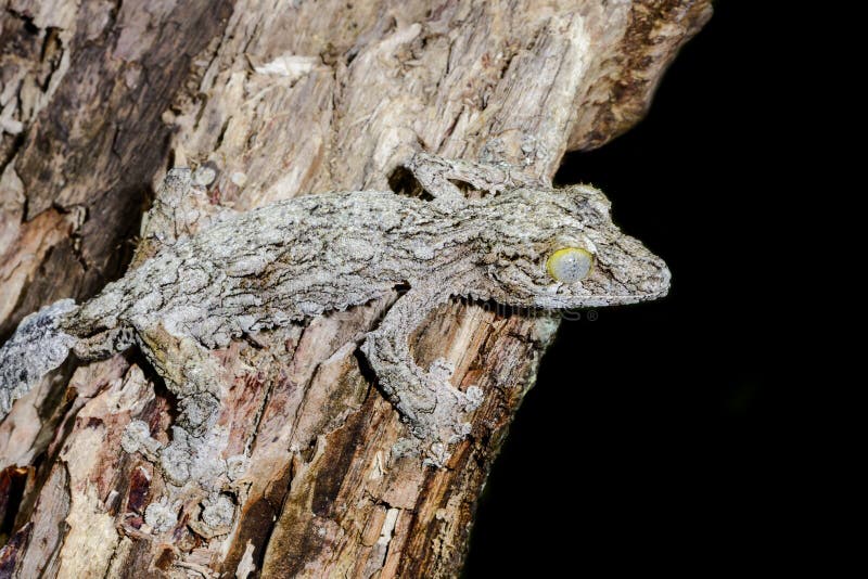 Gecko Gigante De La Hoja-cola, Marozevo Imagen de archivo - Imagen de ...
