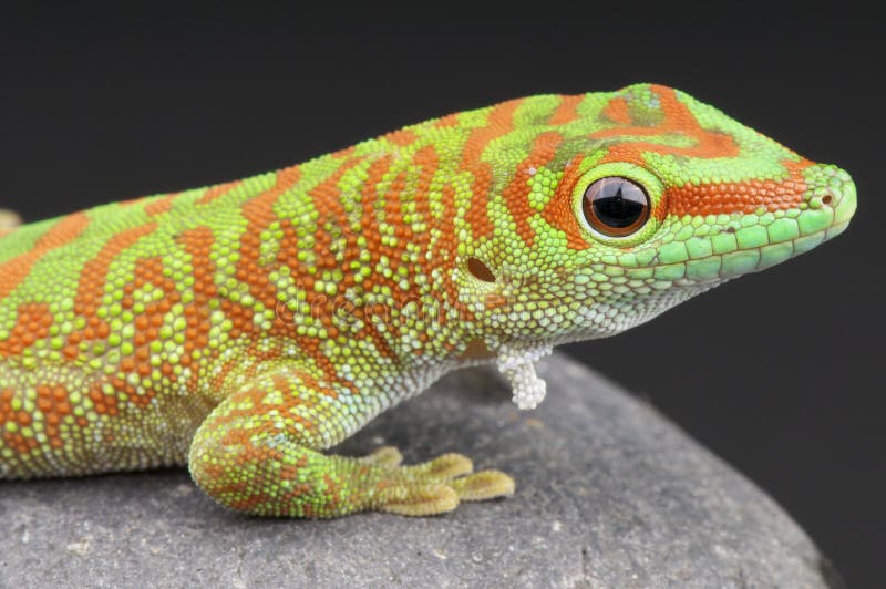 Gecko nano Red-headed immagine stock. Immagine di antille - 25111451