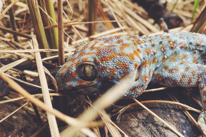 Gecko in the grass stock photo. Image of animal, gecko - 62996046