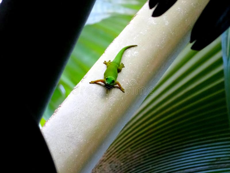 Gecko or Green Lizard on the Tree Stock Image - Image of beach, flour ...