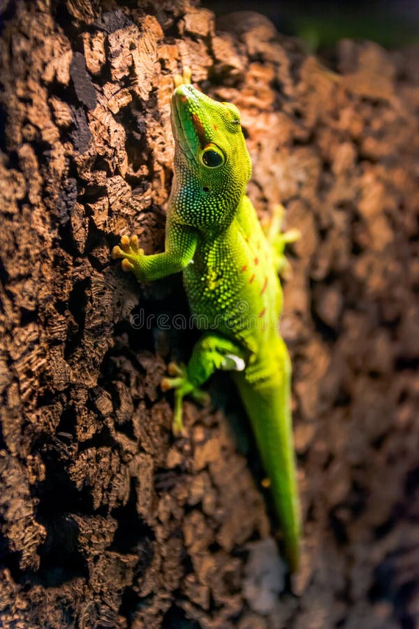 Gecko stock image. Image of geckos, cute, nature, holding - 86078955