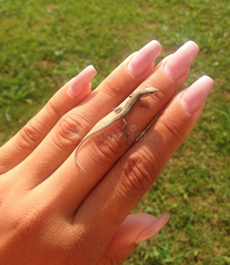 Gecko Hand Stock-Fotos - Laden Sie 333 Royalty-Free Fotos herunter