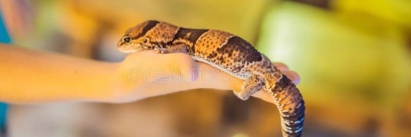 Gecko in the Hands of a Boy BANNER, LONG FORMAT Stock Photo - Image of ...
