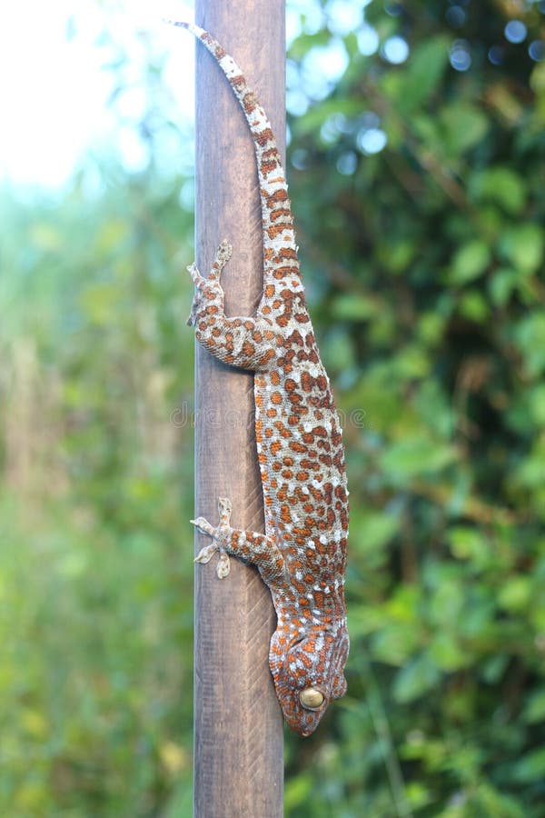 Gecko caught with wood. stock photo. Image of blue, nature - 105679708