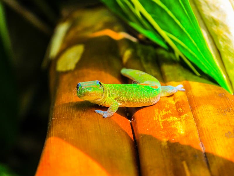 Gecko in Hawaii stockfoto. Bild von wasserfall, hawaii - 57278738