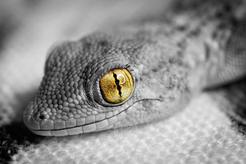 Close Up of the Profile of a Gecko S Head with the Brightly Colored Eye ...