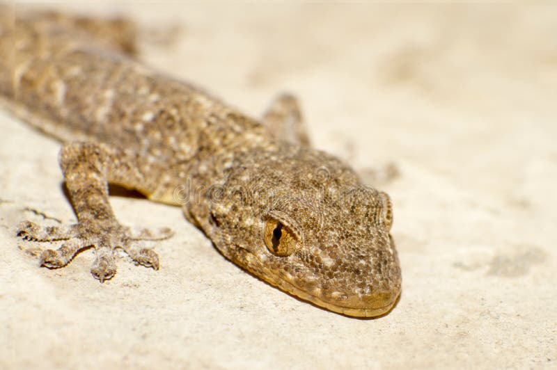 Gecko stock image. Image of specie, frenatus, climbing - 30642273