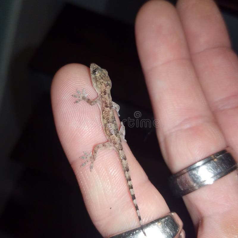 Gecko hugs finger stock image. Image of finger, ring - 222783819