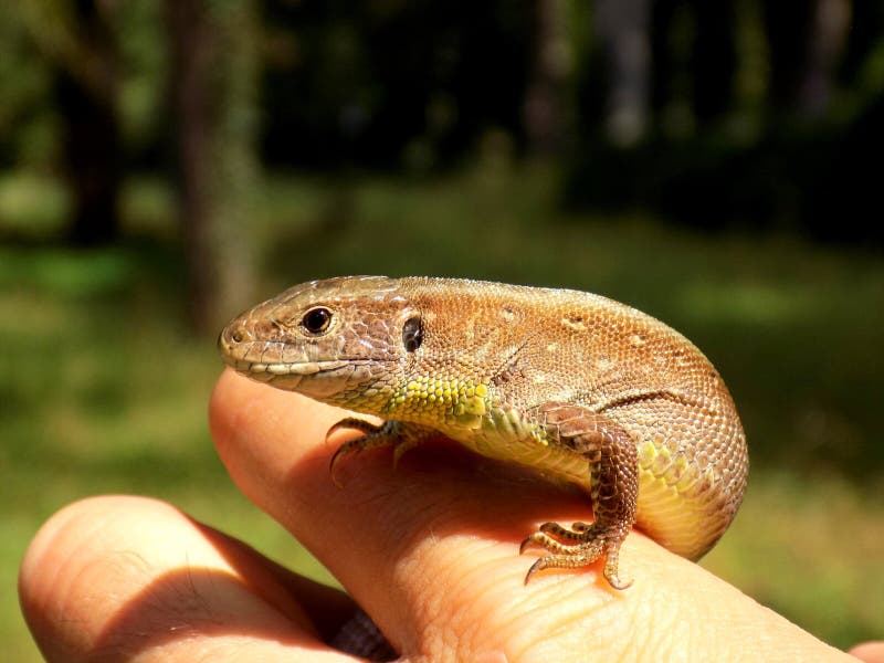Gecko on human palm stock image. Image of fauna, head - 76348189