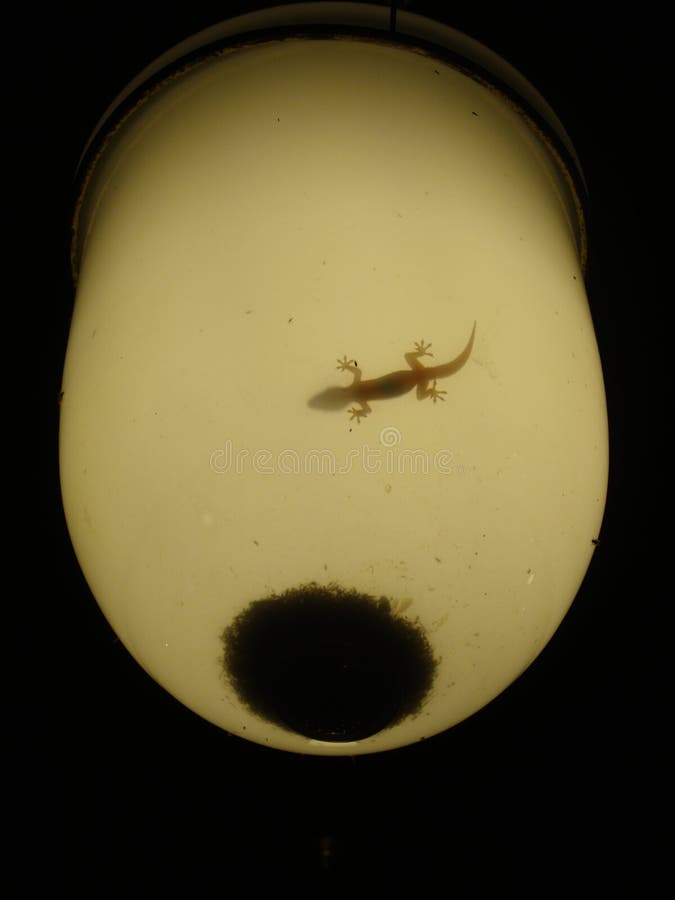 Gecko in lamp stock photo. Image of herpetology, ectotherm - 176048978