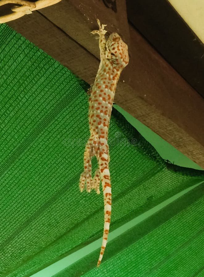 Gecko Island on the Ceiling . Stock Photo - Image of reptile, animal ...