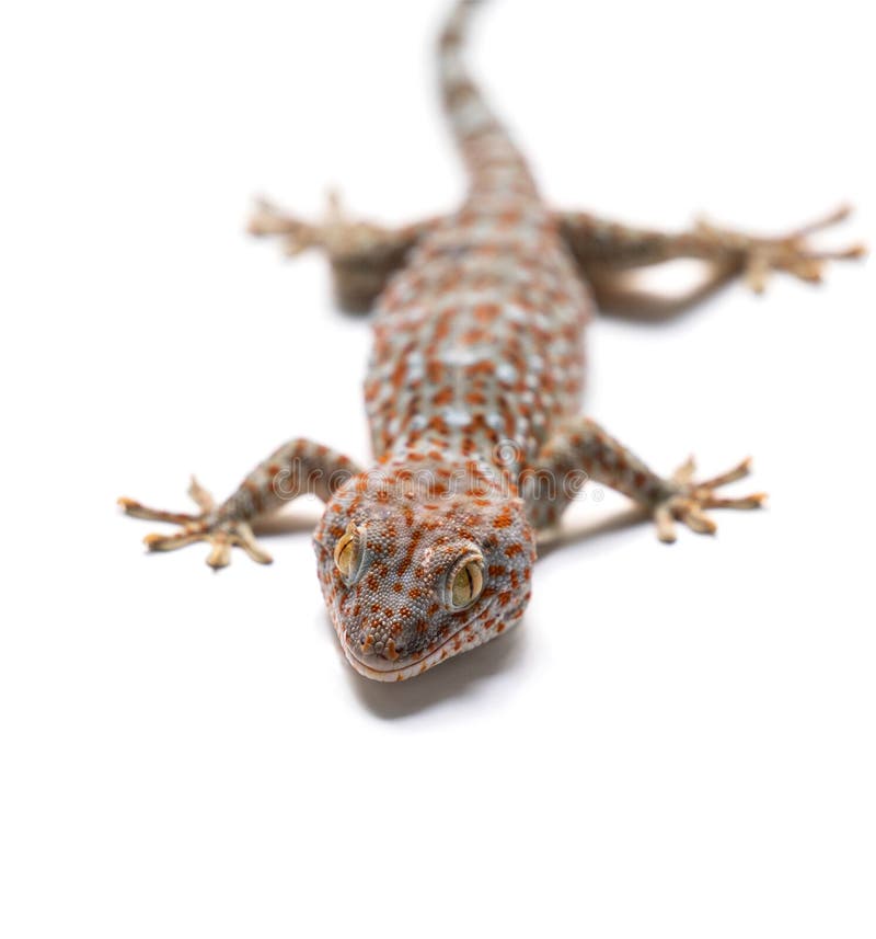 Leopard Gecko Profile Photos - Free & Royalty-Free Stock Photos from ...
