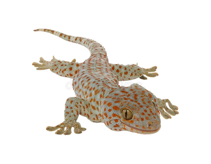 Gecko stock image. Image of background, normal, wildlife - 63042387
