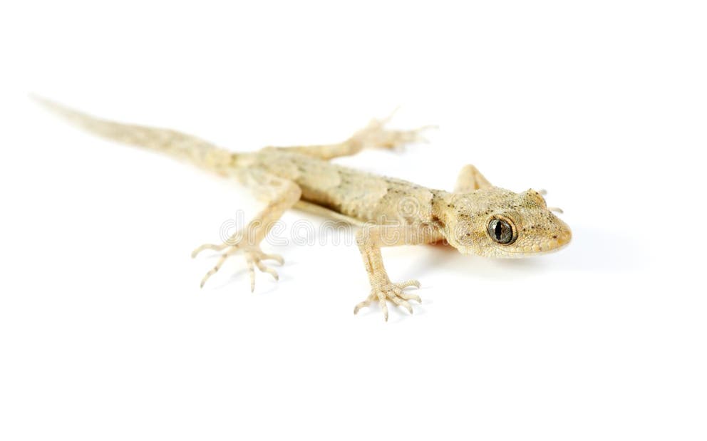 Gecko isolated on white stock image. Image of exotic - 10141179