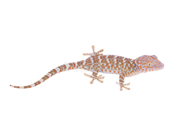 Gecko Isolated On White Background Stock Photo - Image of color, tokay ...