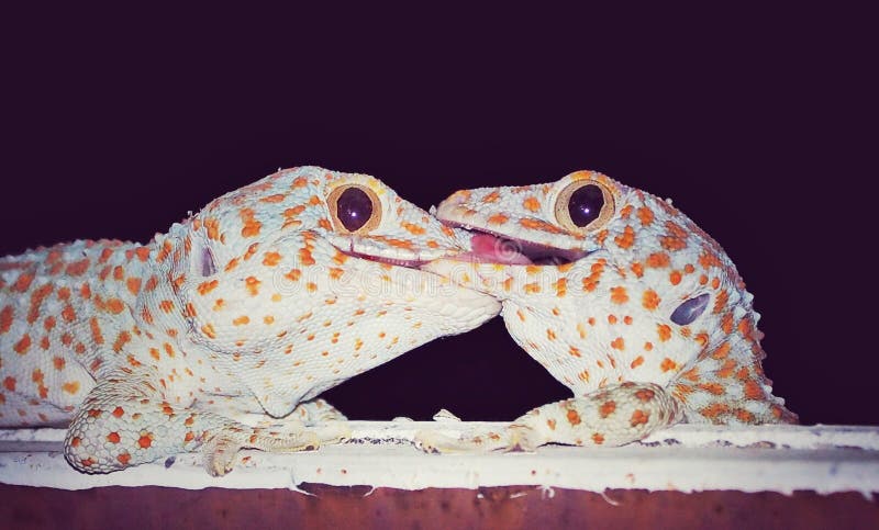 Gecko Kissing, Giving Love, at Night Stock Image - Image of gecko, love ...