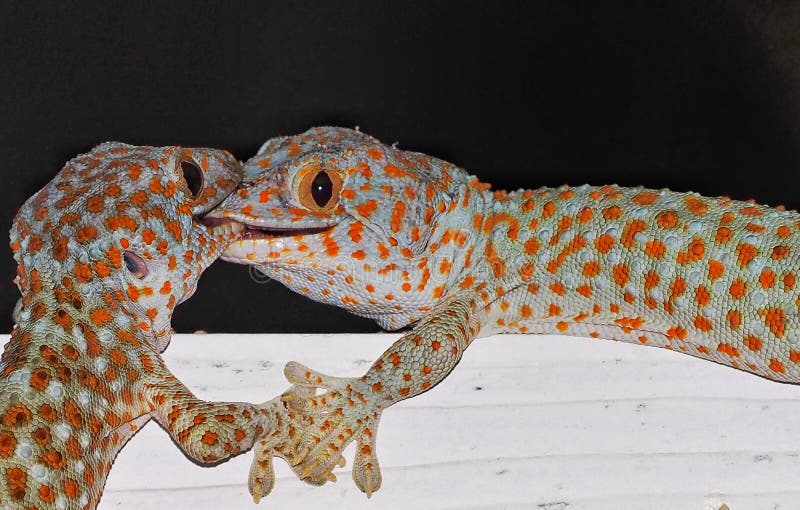 Gecko Kissing Stock Photos - Free & Royalty-Free Stock Photos from ...