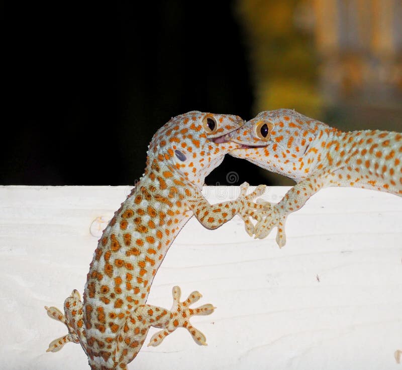 Gecko Kissing, Giving Love, at Night Stock Image - Image of gecko, love ...